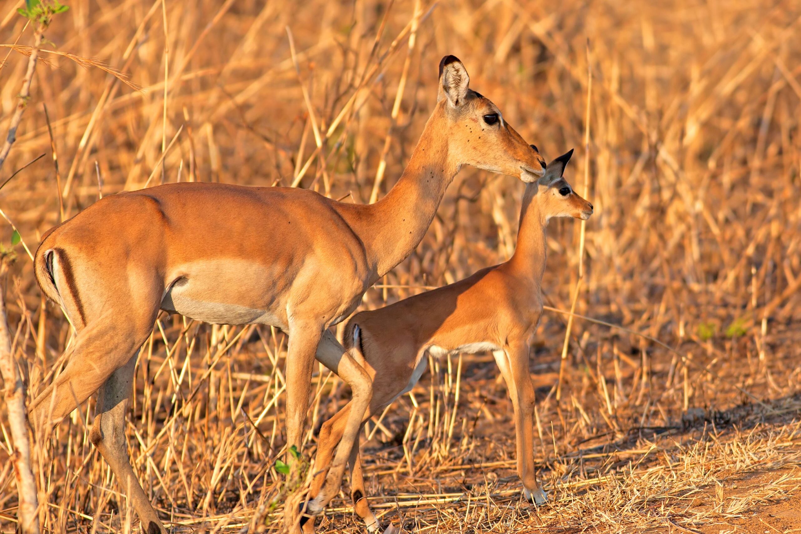 Mashamba Game Lodge – Accommodation, Conference, Party Venue, Farm